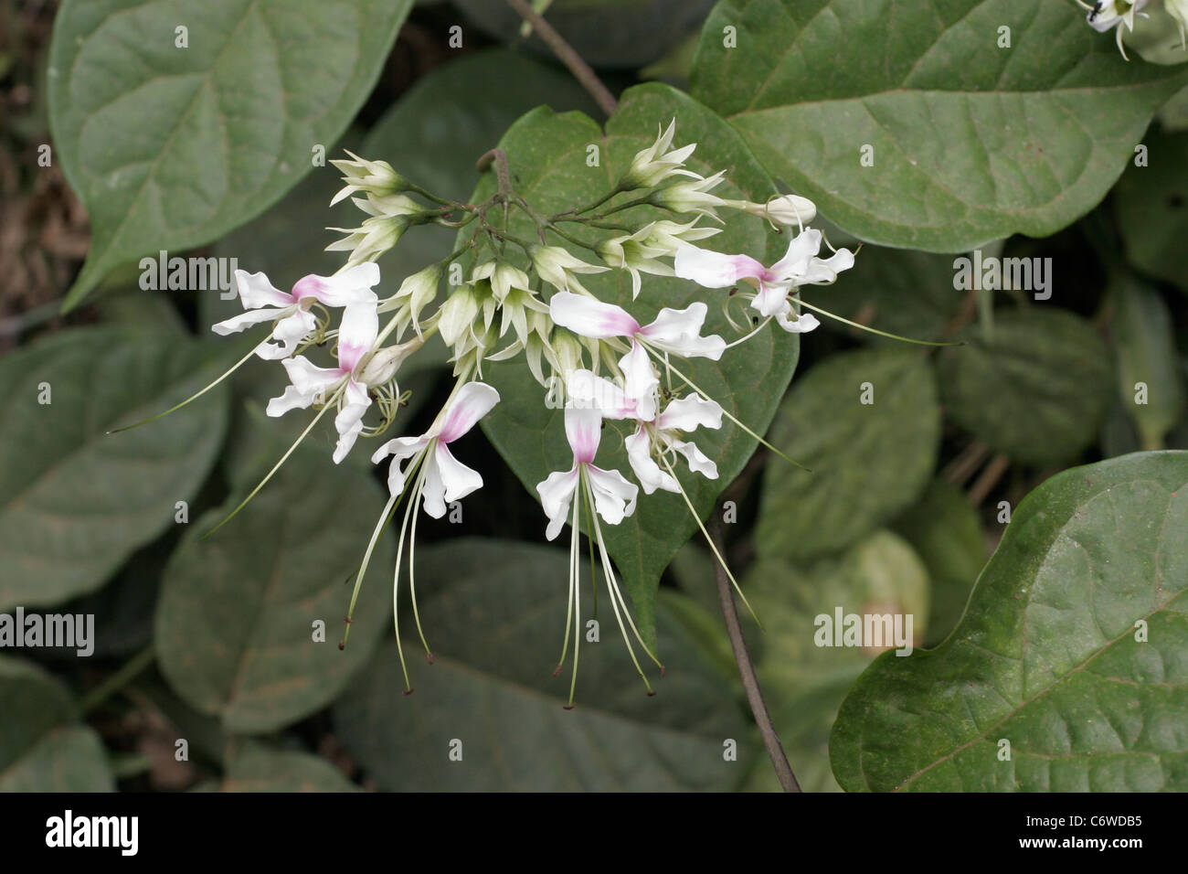 Cameroon flower hi-res stock photography and images - Alamy