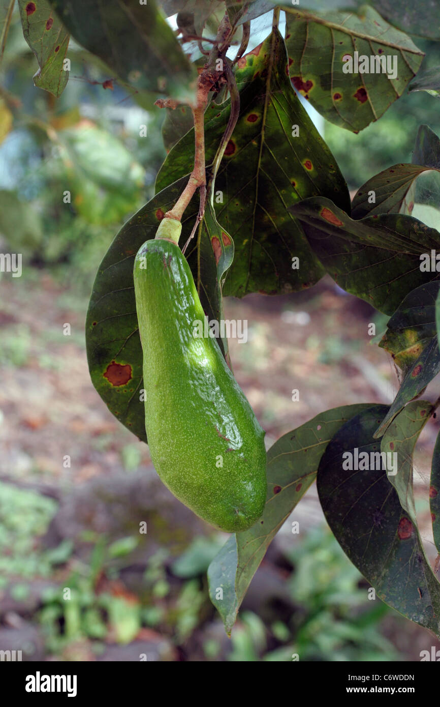 Avocado (Persea americana: Lauraceae), Ghana Stock Photo - Alamy