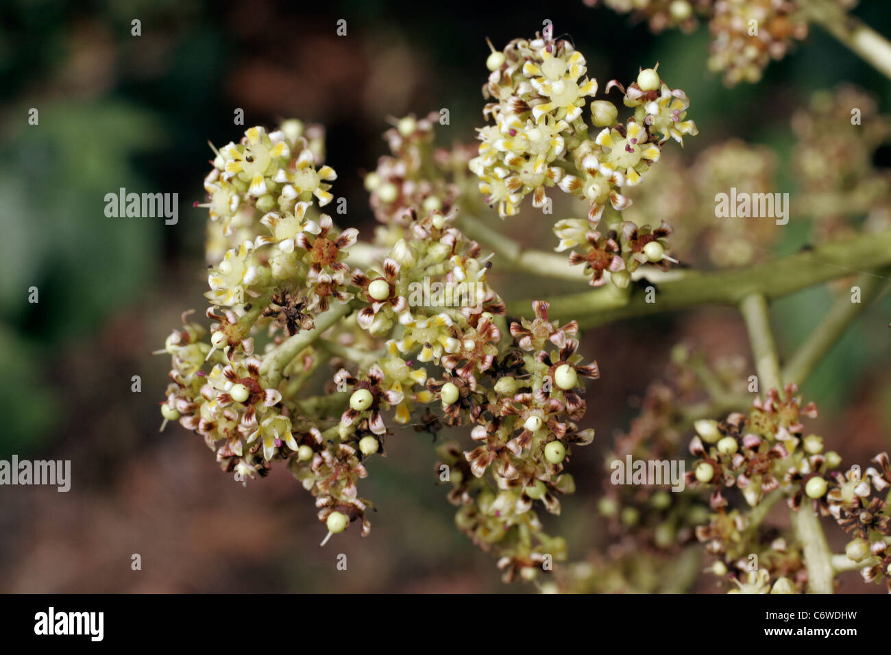 Mangifera indica flower close up hi-res stock photography and images ...