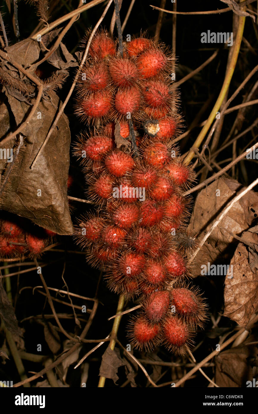 Vine fruits (Jateorhiza macrantha: Menispermaceae) in rainforest ...
