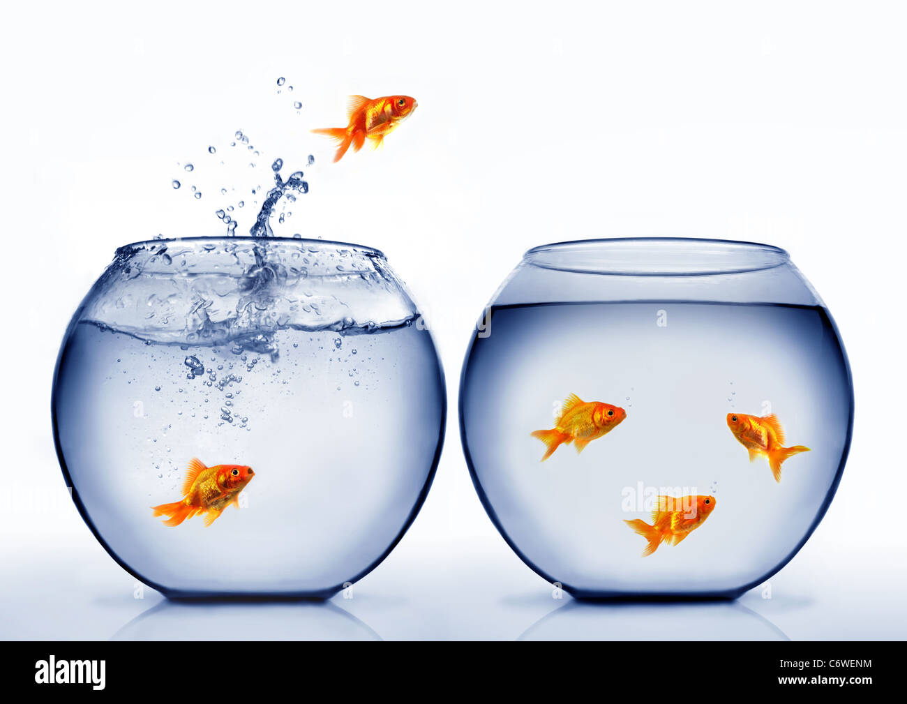 goldfish jumping out of the water Stock Photo - Alamy