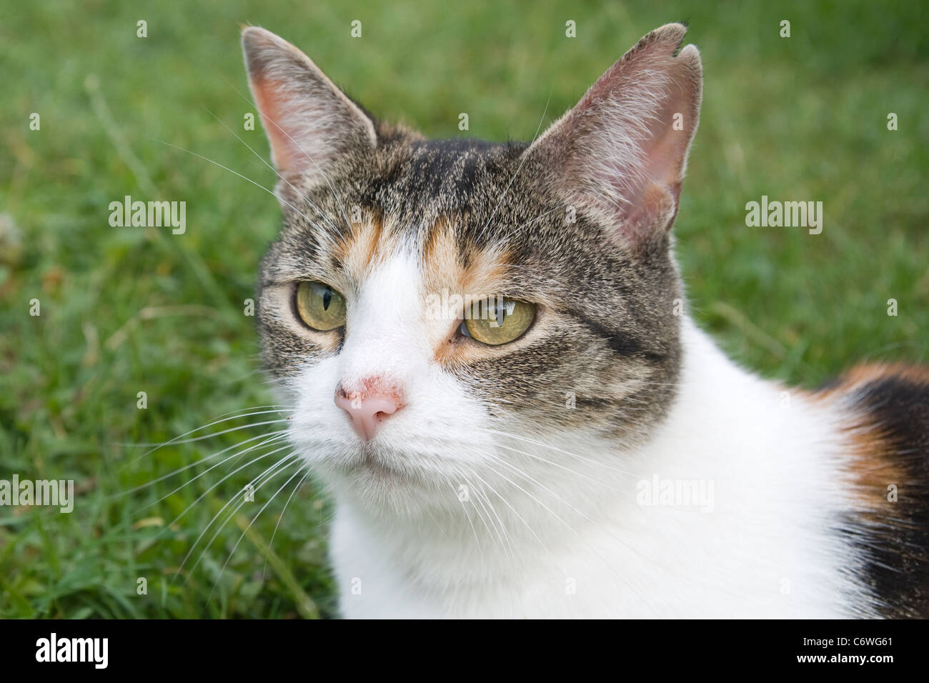 Turtle shell hi-res stock photography and images - Alamy