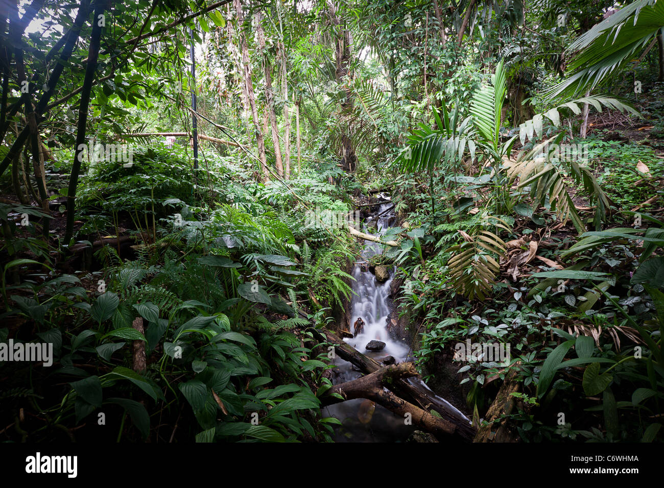 Rainforest Biome water stream Eden Project Stock Photo - Alamy