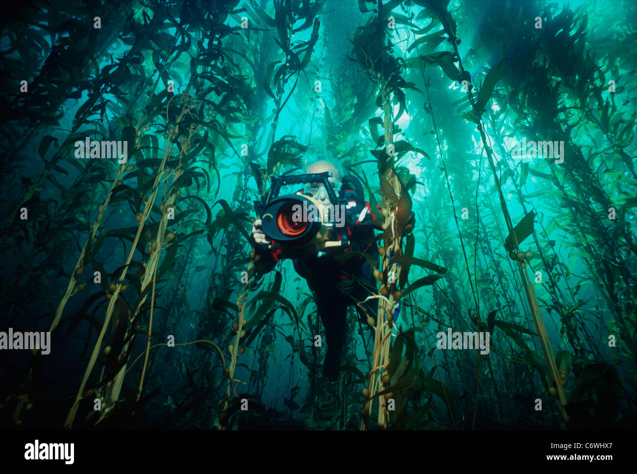 Kelp Forest Top View