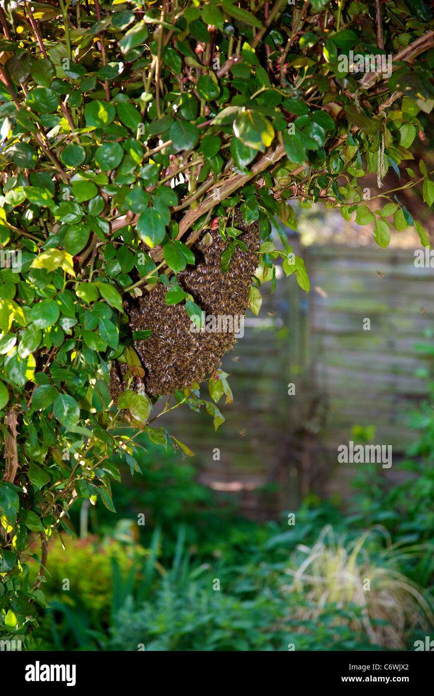Wild Bee colony swarm of about 15000 bees resting on a rose arch Stock ...