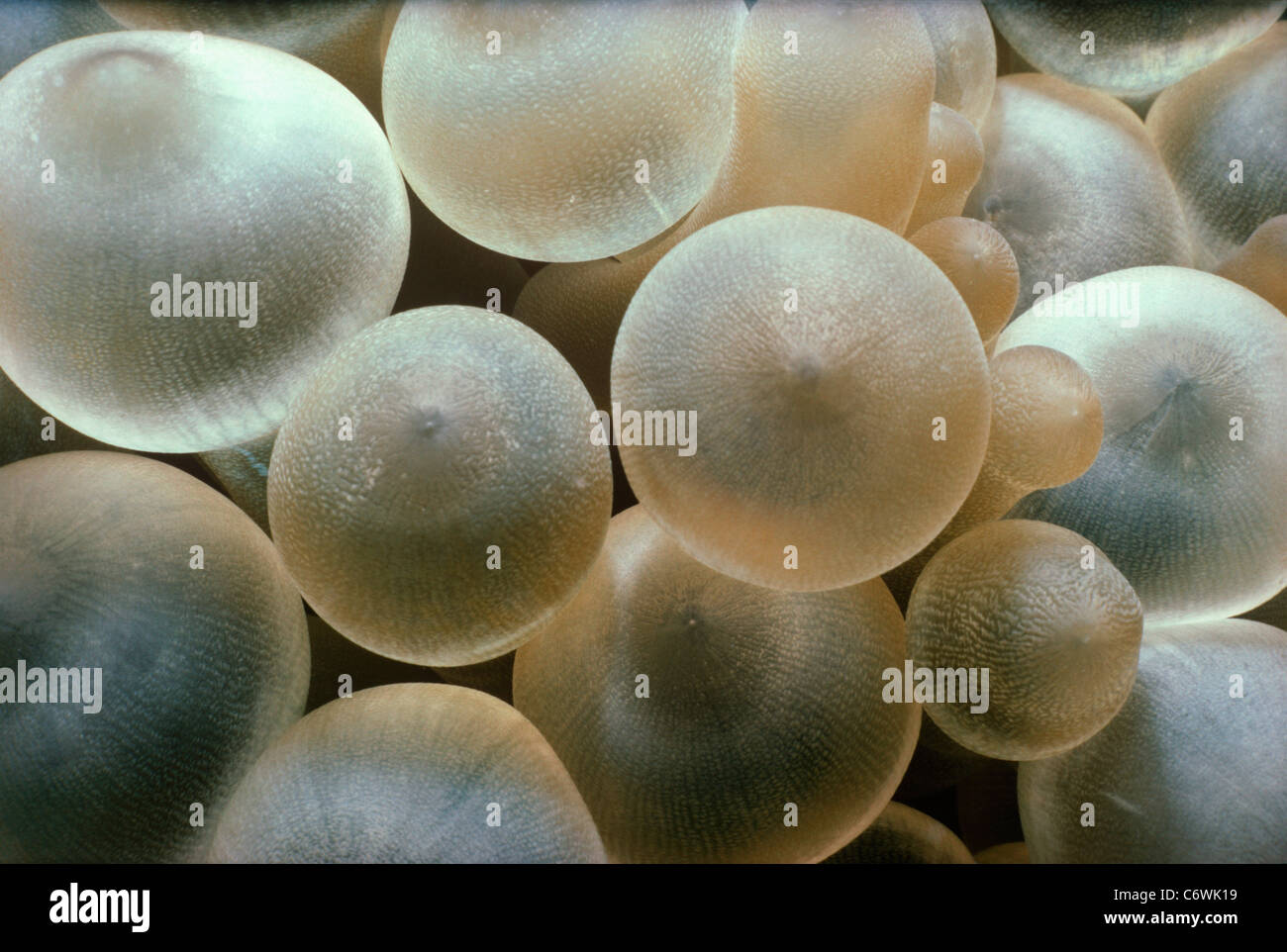 Stoichactis hi-res stock photography and images - Alamy