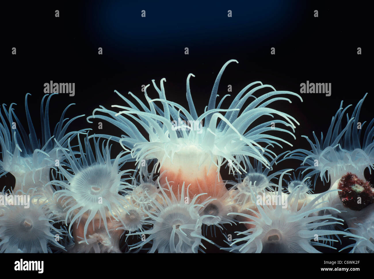 Colonial Anemones (Nemanthus annamensis) open and feeding at night. Red ...