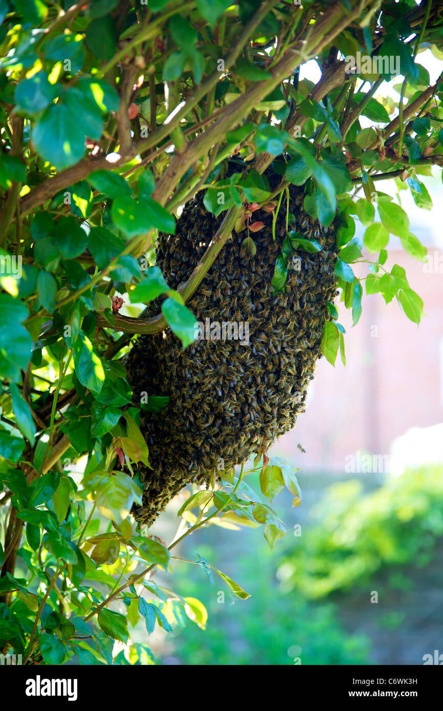 Wild Bee colony swarm of about 15000 bees resting on a rose arch Stock ...