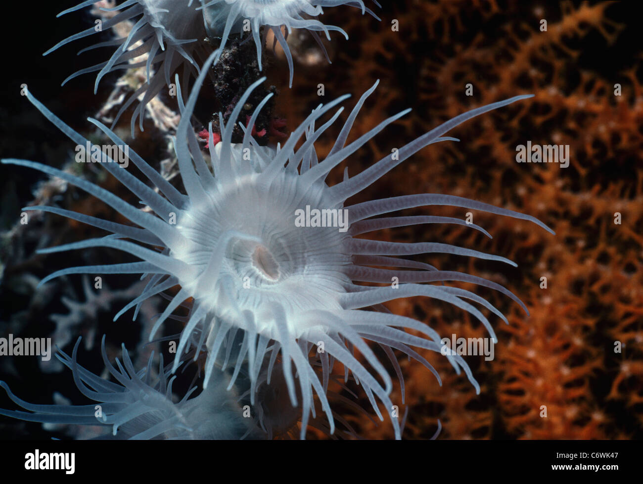 Sea Anemone Eating High Resolution Stock Photography and Images - Alamy