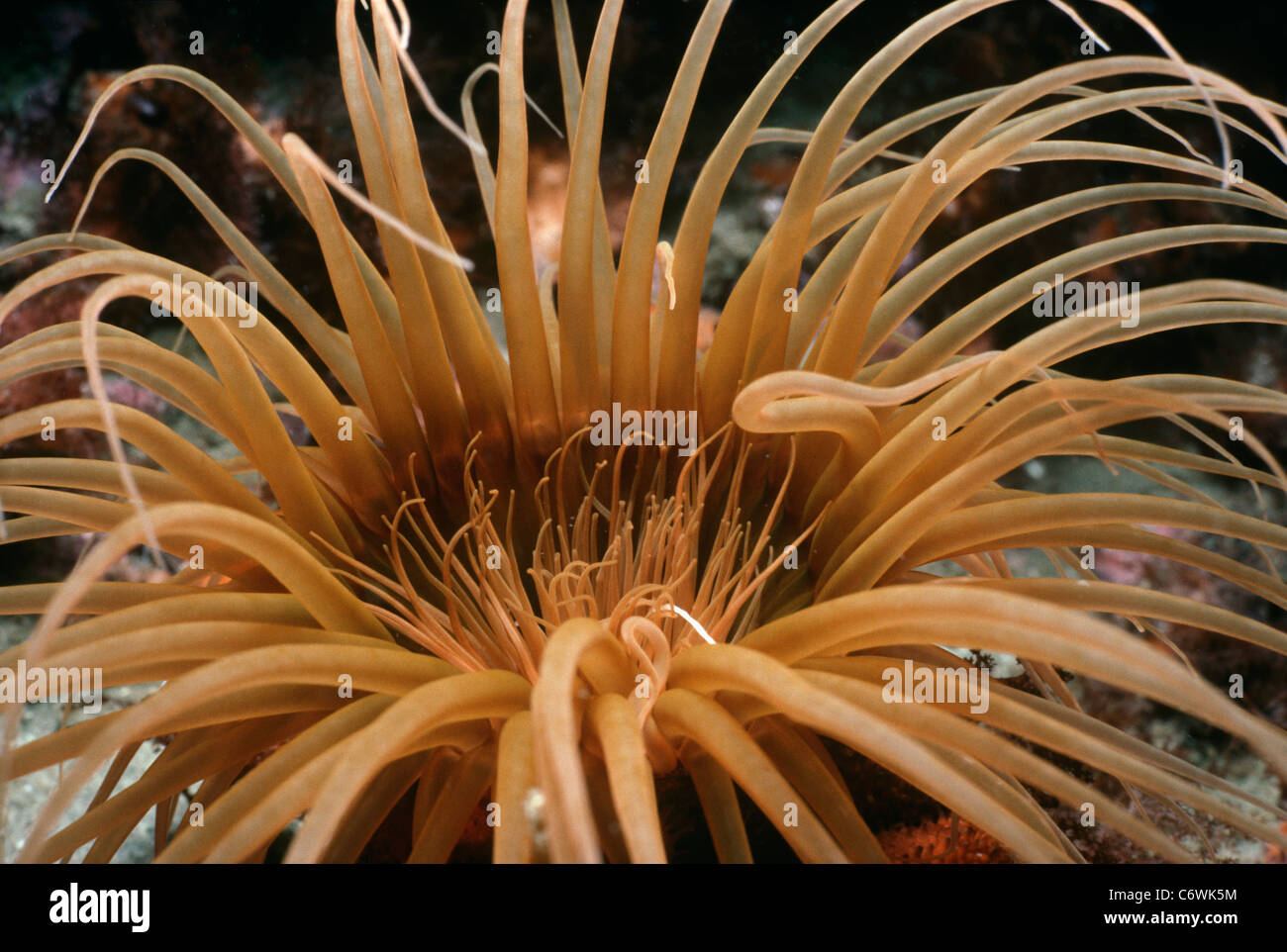 Tentacled sea anemone hi-res stock photography and images - Alamy