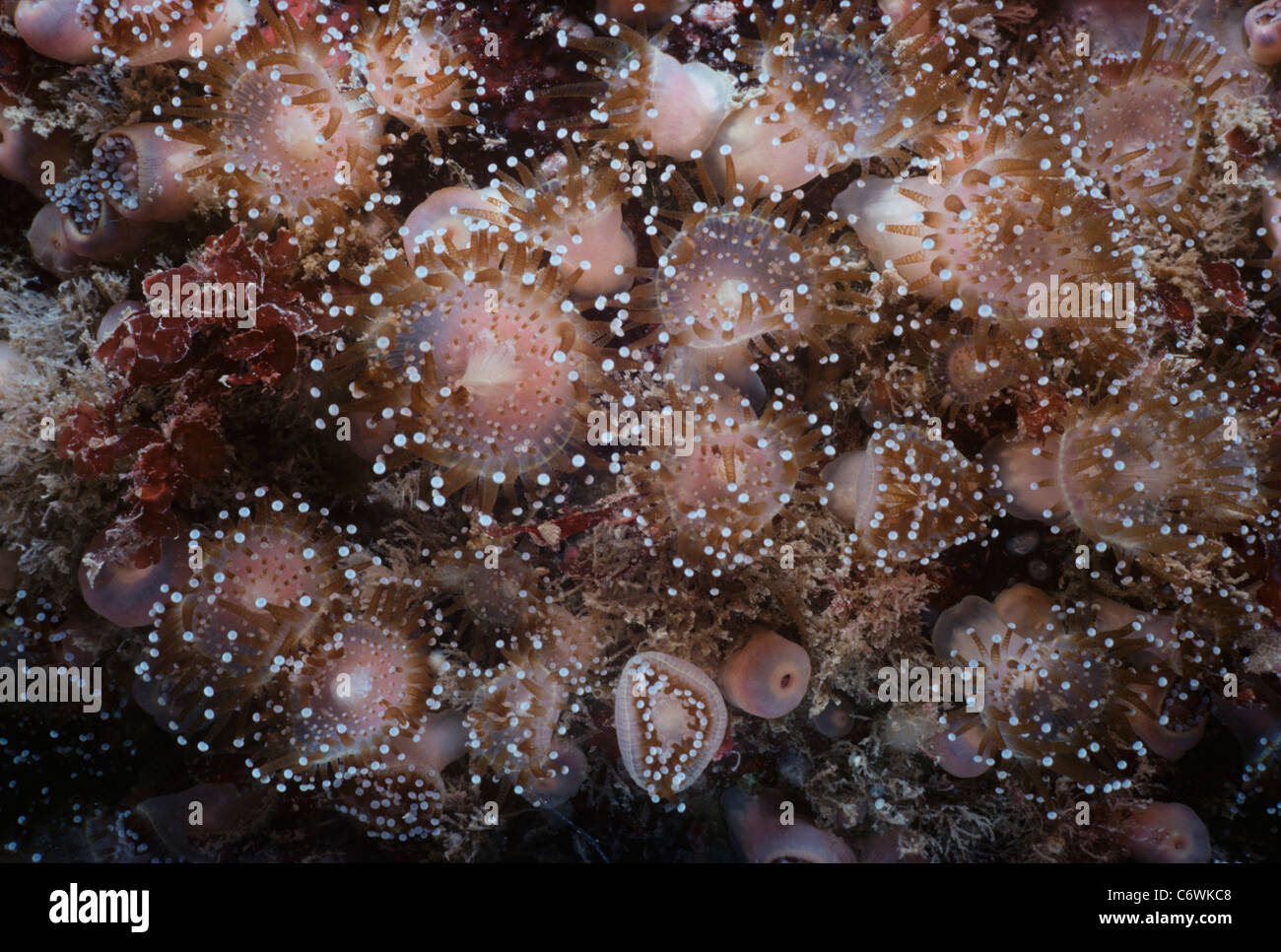 Colony of Jewel Anemones (Corynactis viridis) feeding. Brittany, France ...