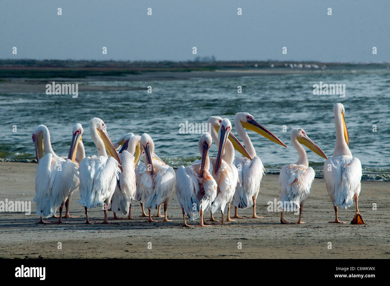 Pelican fishing hi-res stock photography and images - Alamy