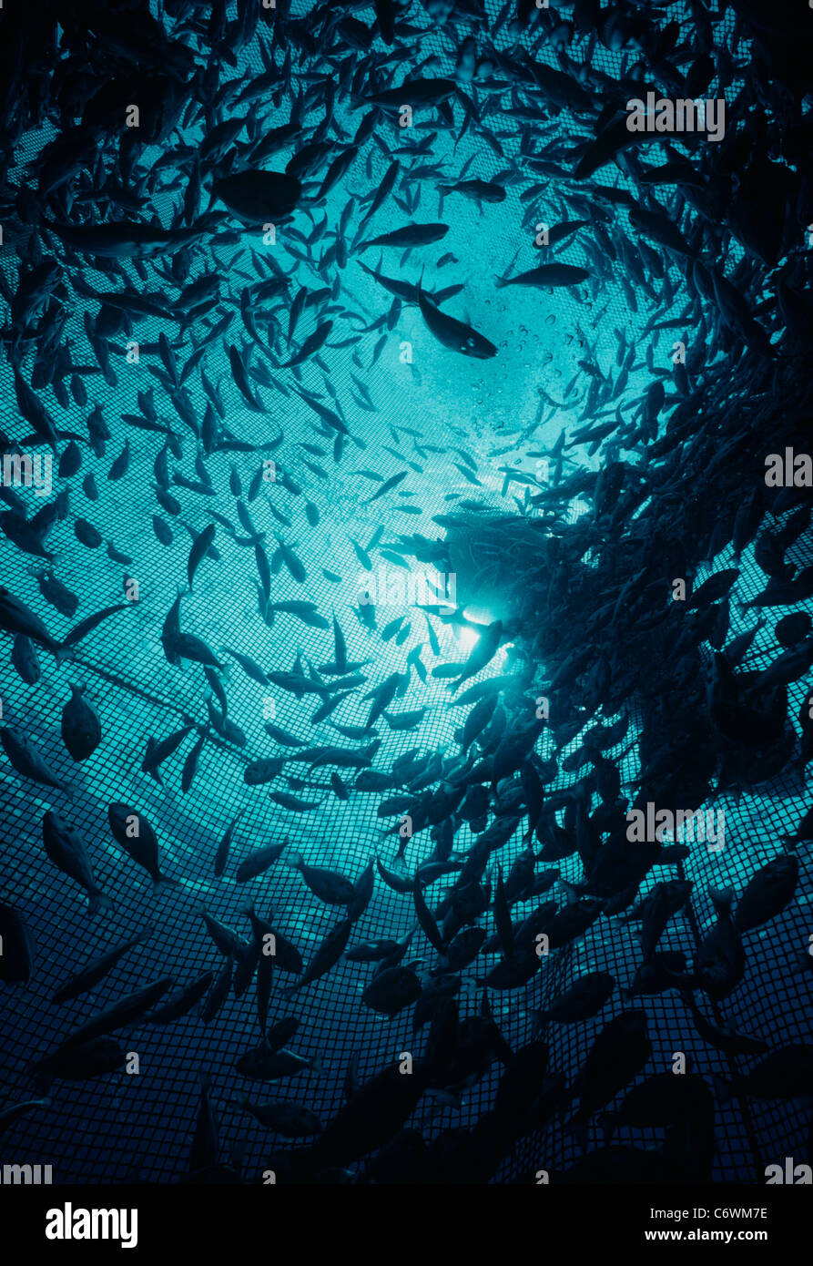 Mariculture High Resolution Stock Photography and Images - Alamy