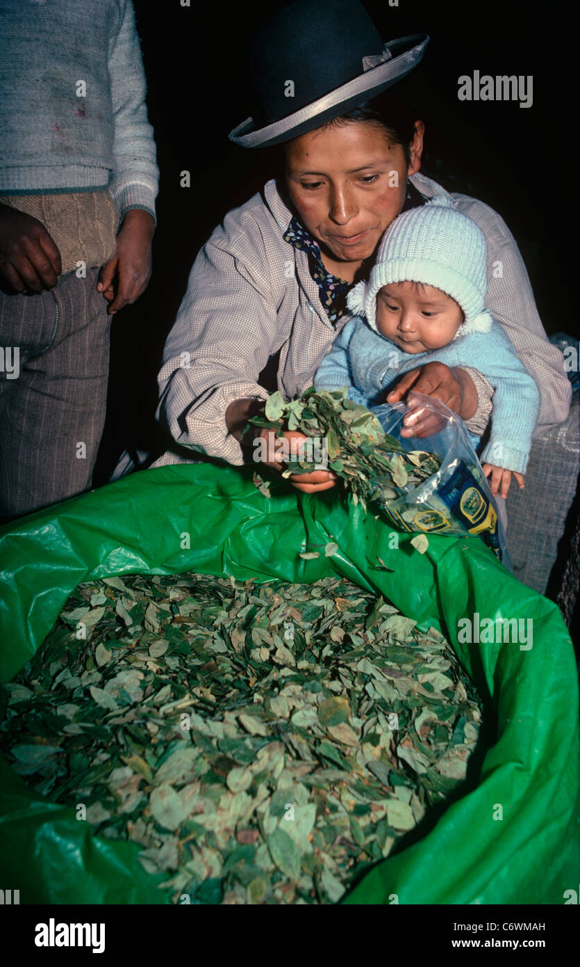 Coca leaves hi-res stock photography and images - Alamy