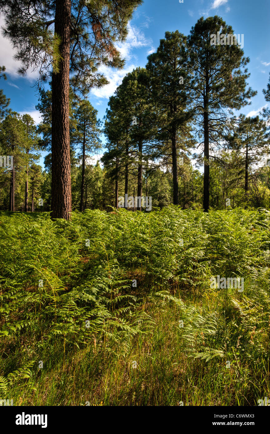 High in the Sierra Ancha's Mountains grow huge Bracken Fern through out ...