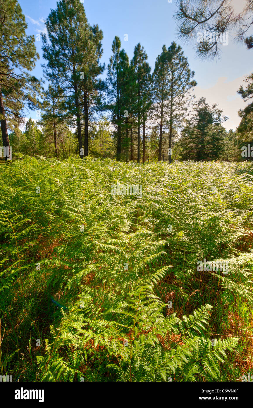 Sierra anchas hi-res stock photography and images - Alamy