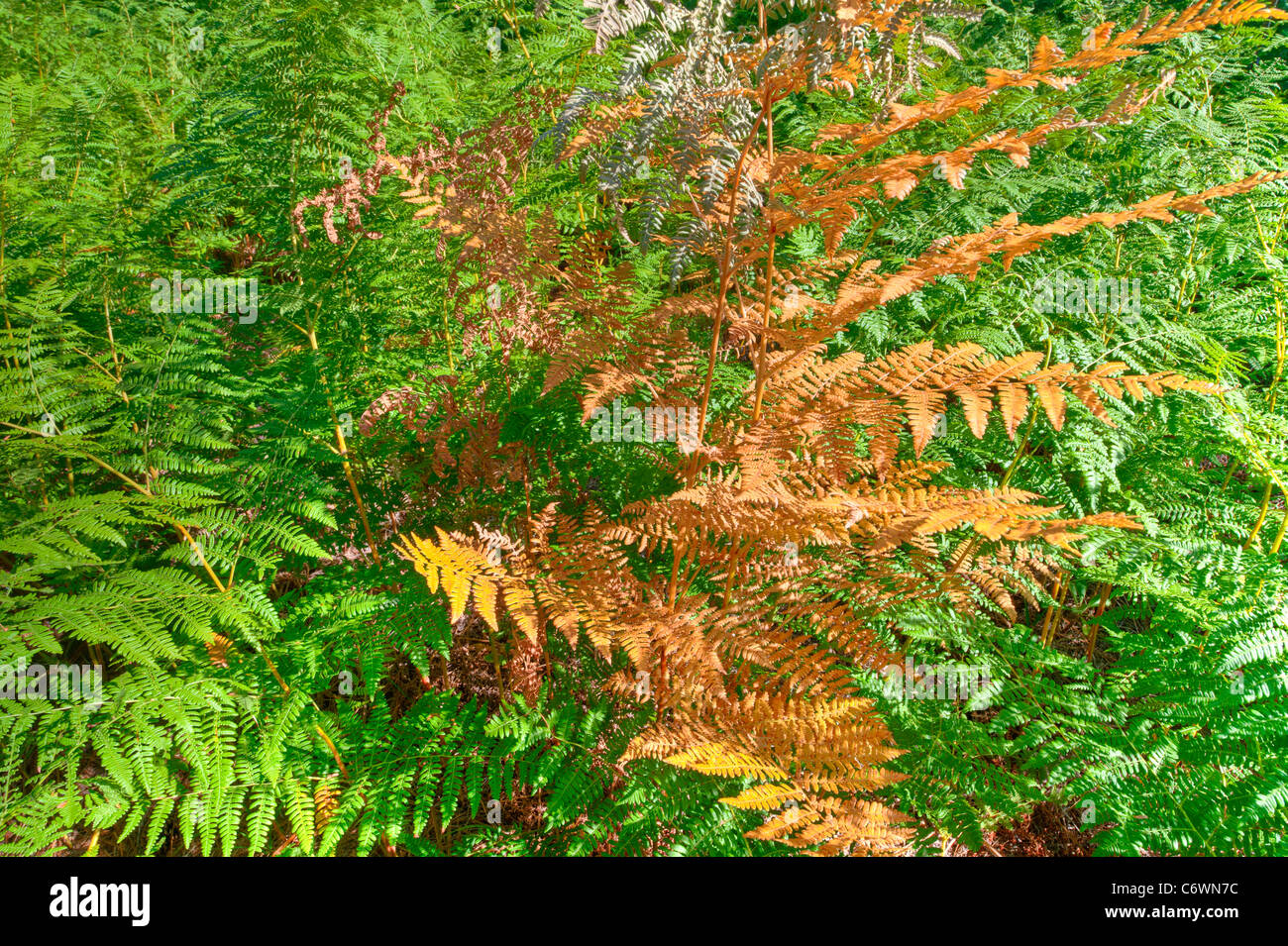 High in the Sierra Ancha's Mountains grow huge Bracken Fern through out ...