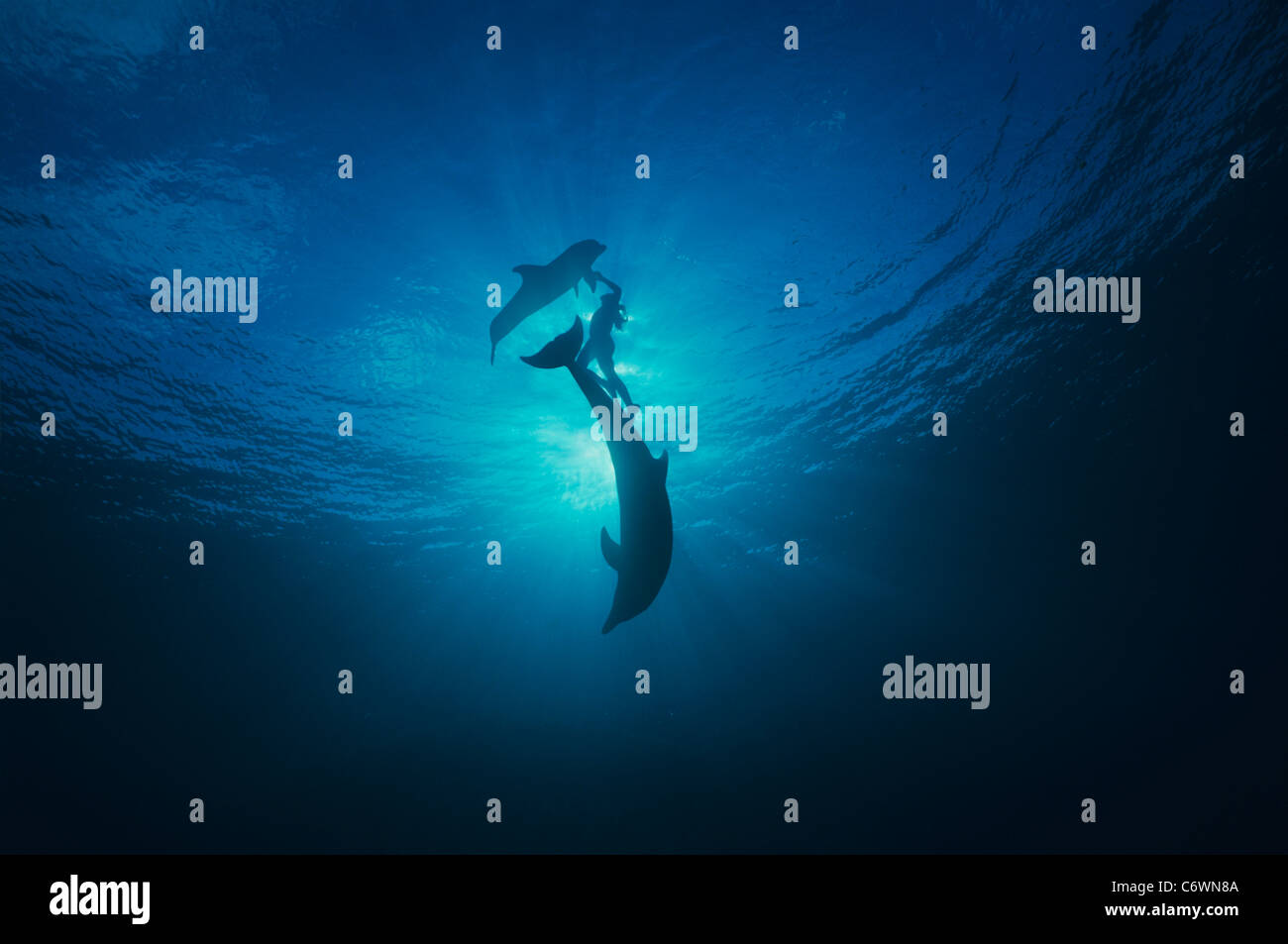 Dolphins hi-res stock photography and images - Alamy