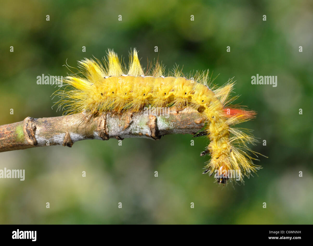 Sycamore Moth Caterpillar Stock Photo - Alamy