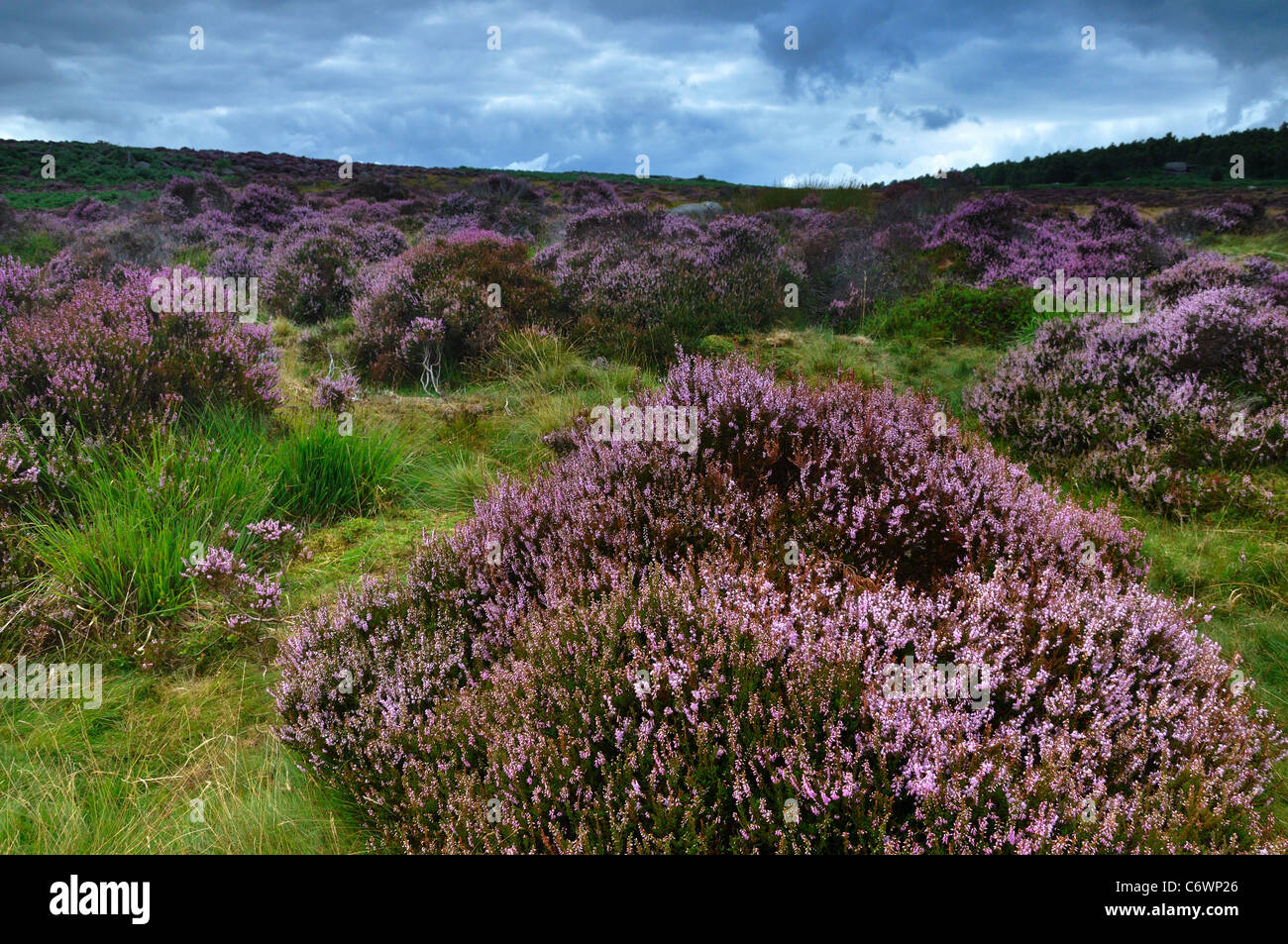 Purple heather moorland hi-res stock photography and images - Alamy