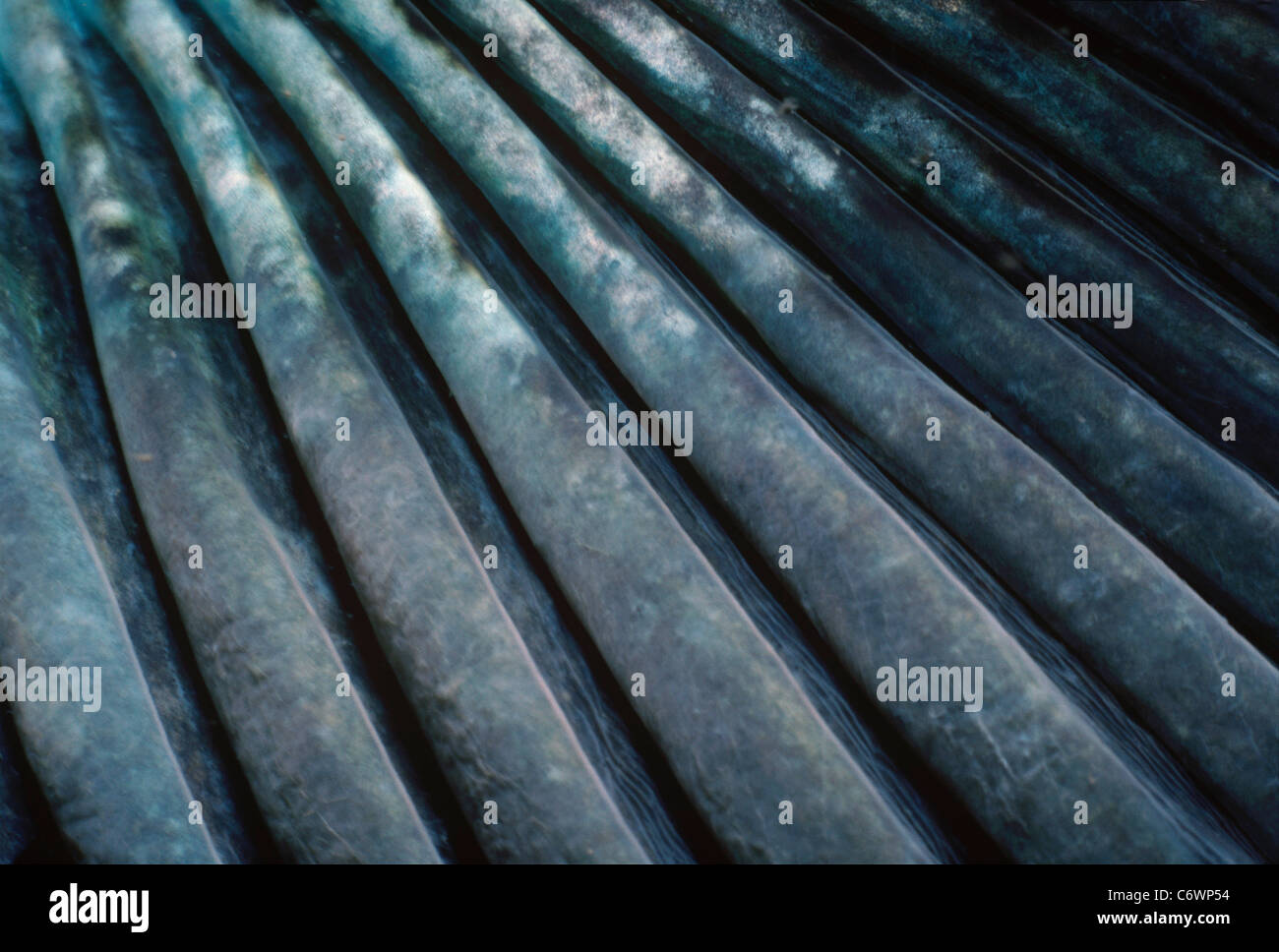 Pectoral Fin of a Lingcod (Ophiodon elongatus). Channels Islands ...