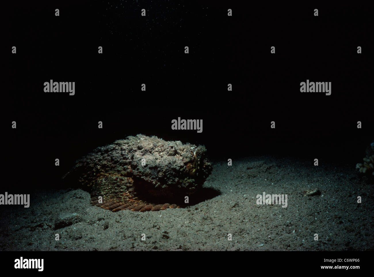 Poisonous Stonefish (Synanceia verrucosa) in sandy lagoon. Egypt, Red ...