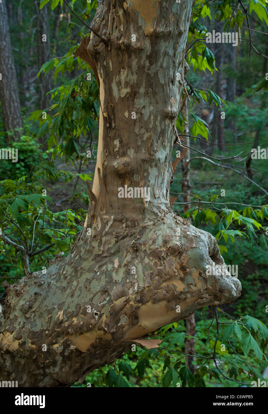 Sycamore tree arizona hi-res stock photography and images - Alamy