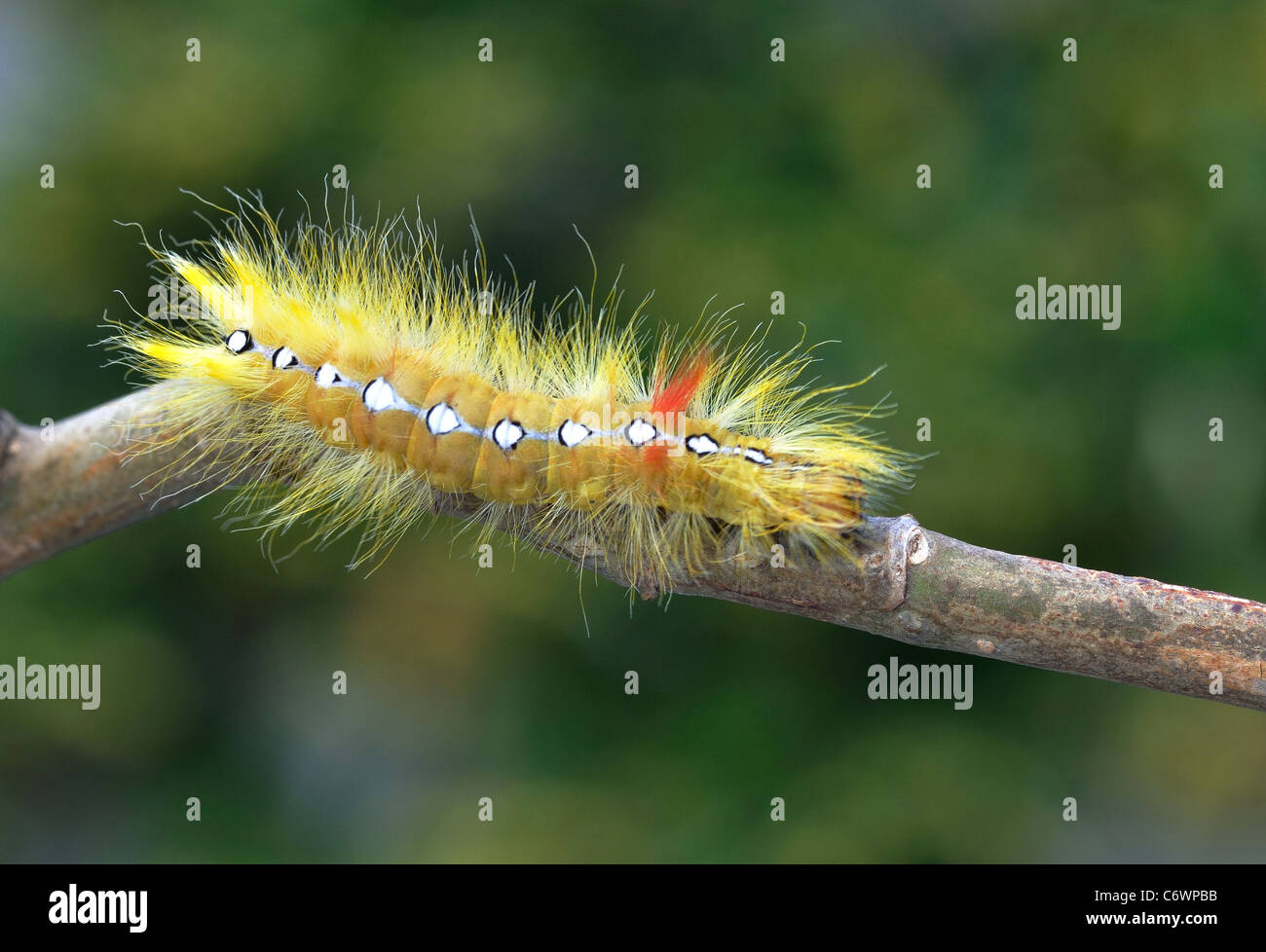 Sycamore Moth Caterpillar Stock Photo - Alamy