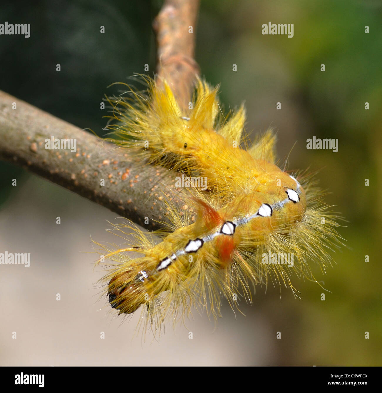 Sycamore Moth Caterpillar Stock Photo - Alamy