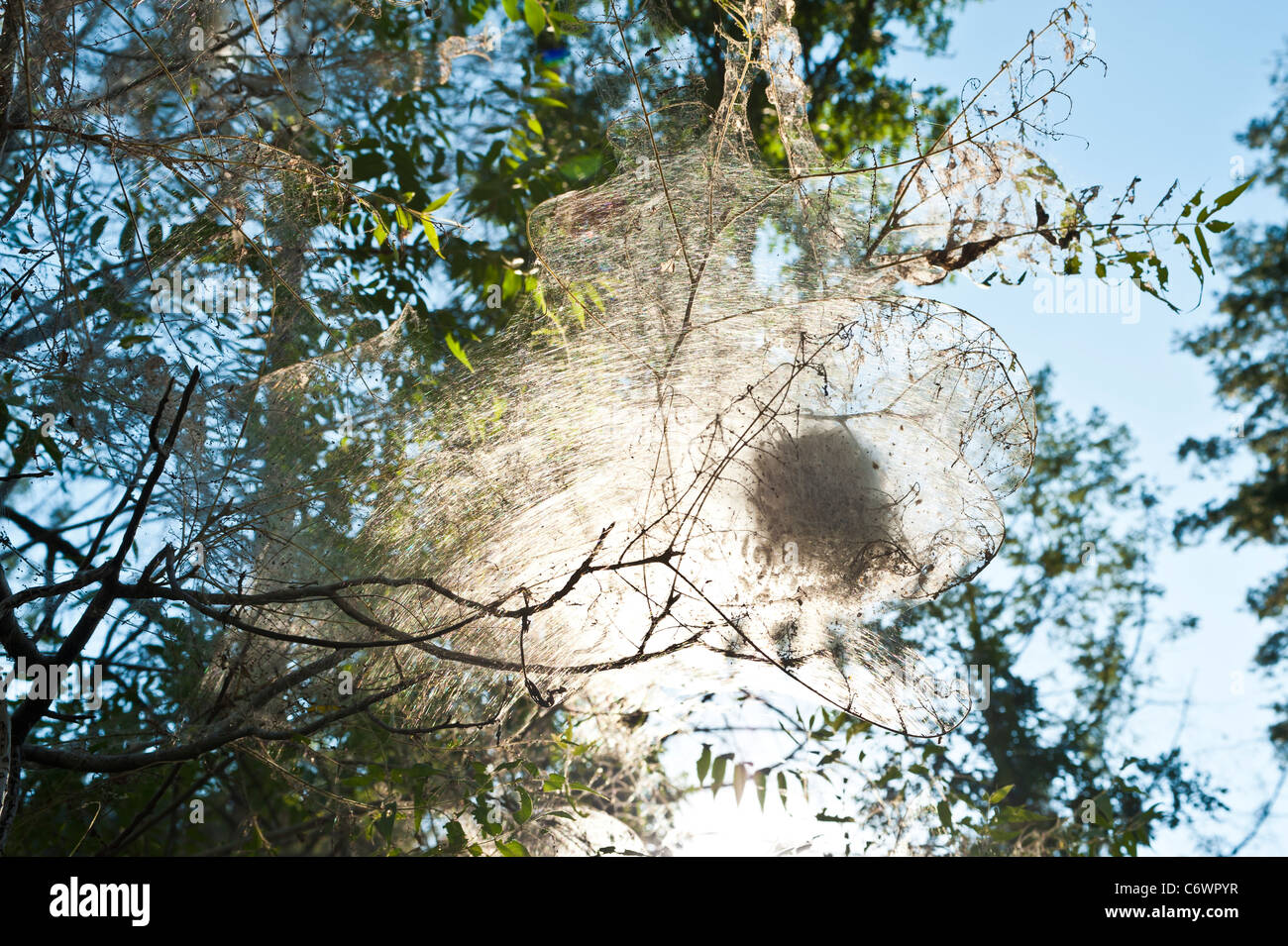 Western tent caterpillars spend the winter in egg masses that are ...