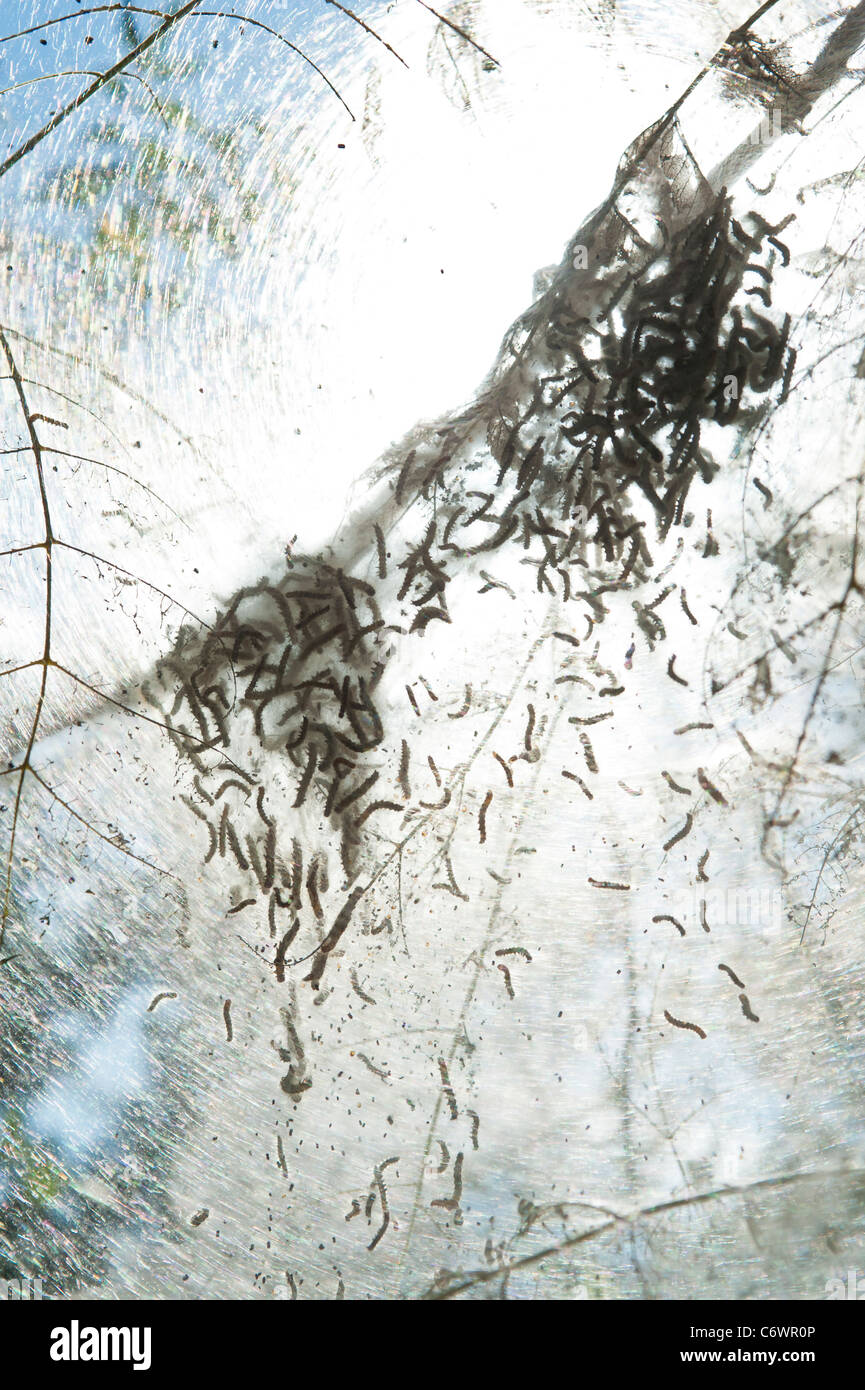 Western tent caterpillars spend the winter in egg masses that are ...