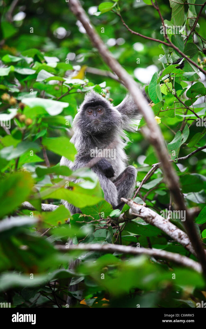Silver Leave Monkey in bako park, borneo malaysia Stock Photo - Alamy