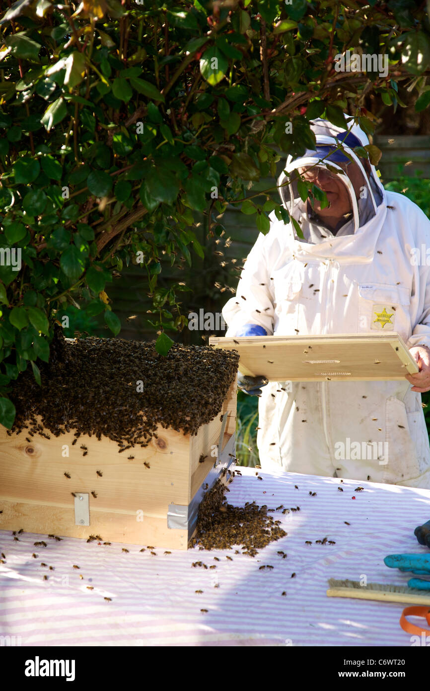 Open drone brood hi-res stock photography and images - Alamy