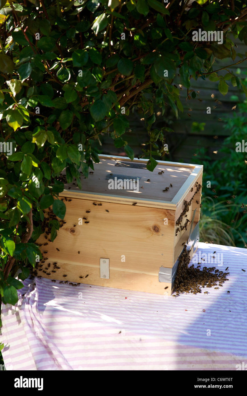 A new bee hive brood box prepared and accepting a swarm of about 15000 ...