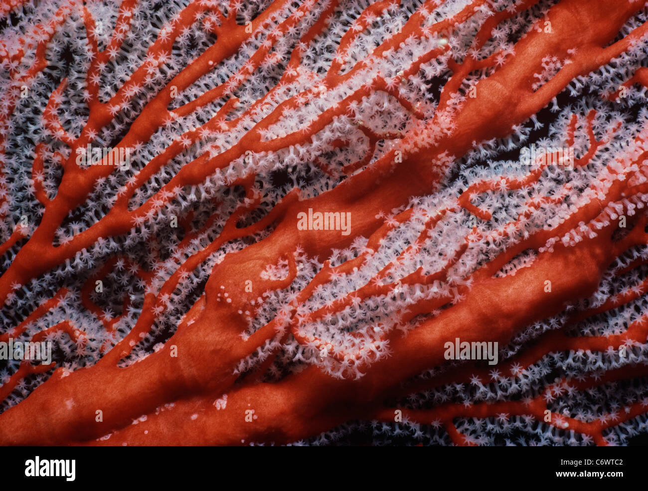 Scarlet Sea Fan Gorgonia Coral (Melithaea sp.), Palau Islands ...