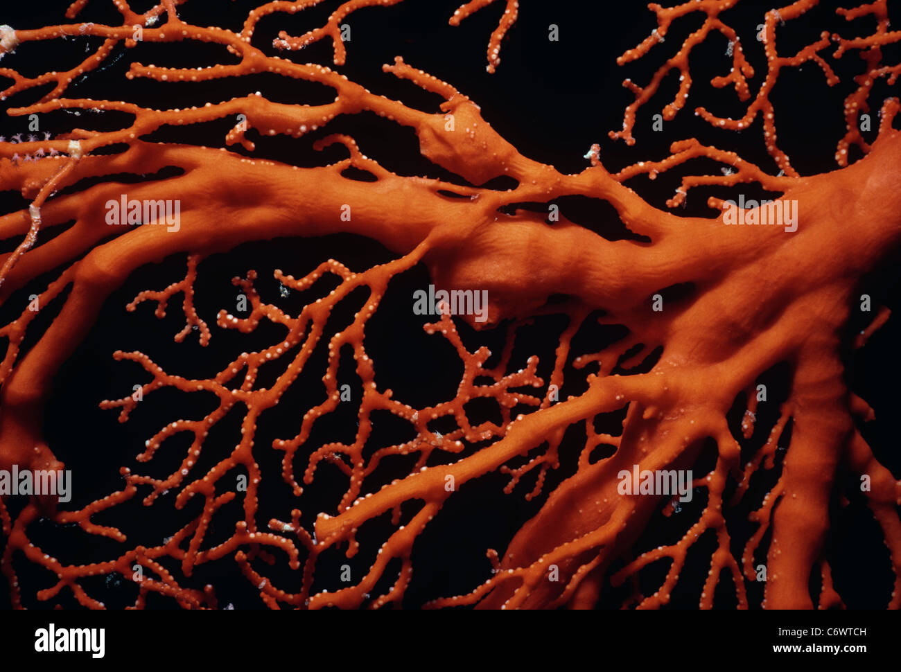 Scarlet sea fan gorgonia coral hi-res stock photography and images - Alamy