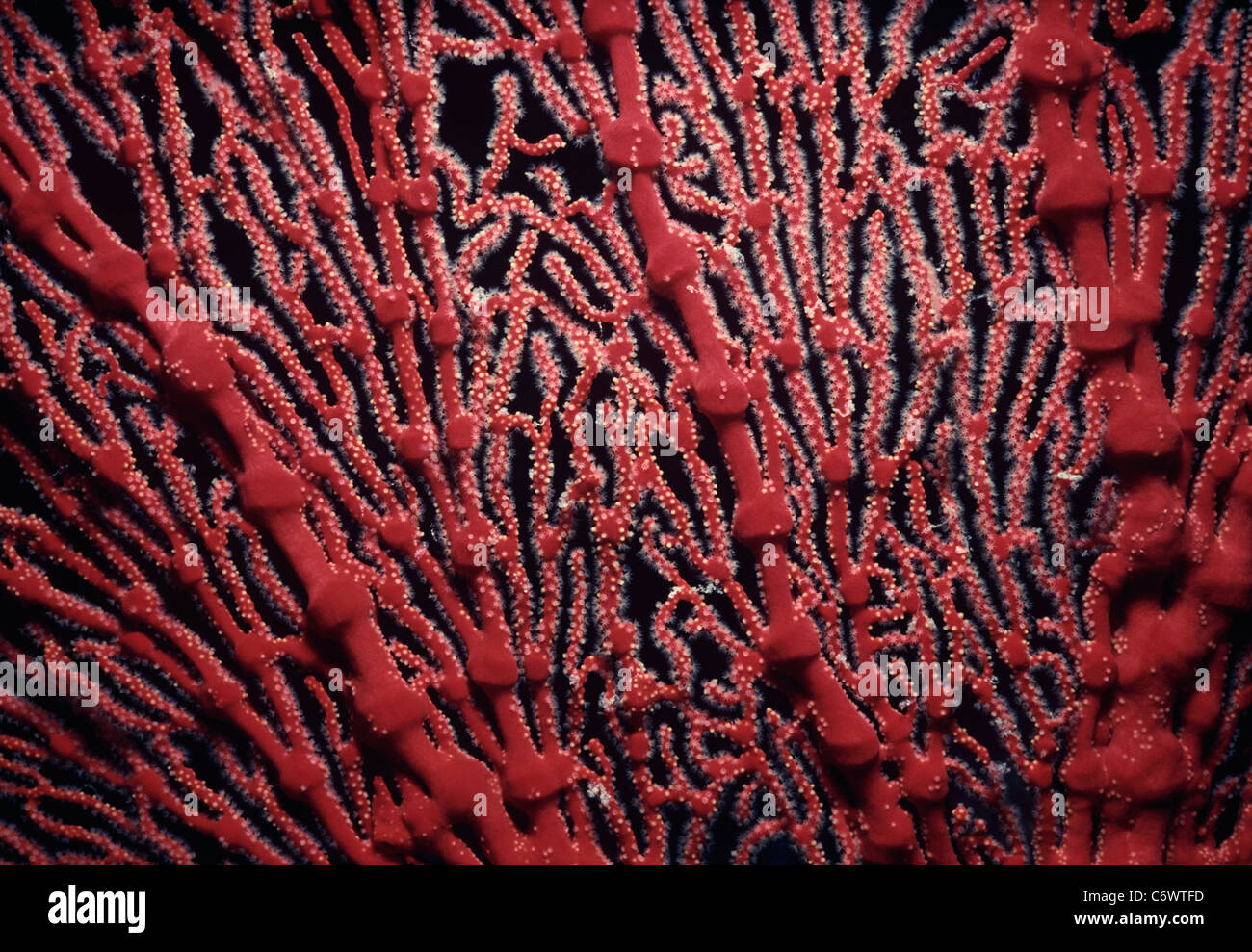 Gorgonian sea fan sp hi-res stock photography and images - Alamy