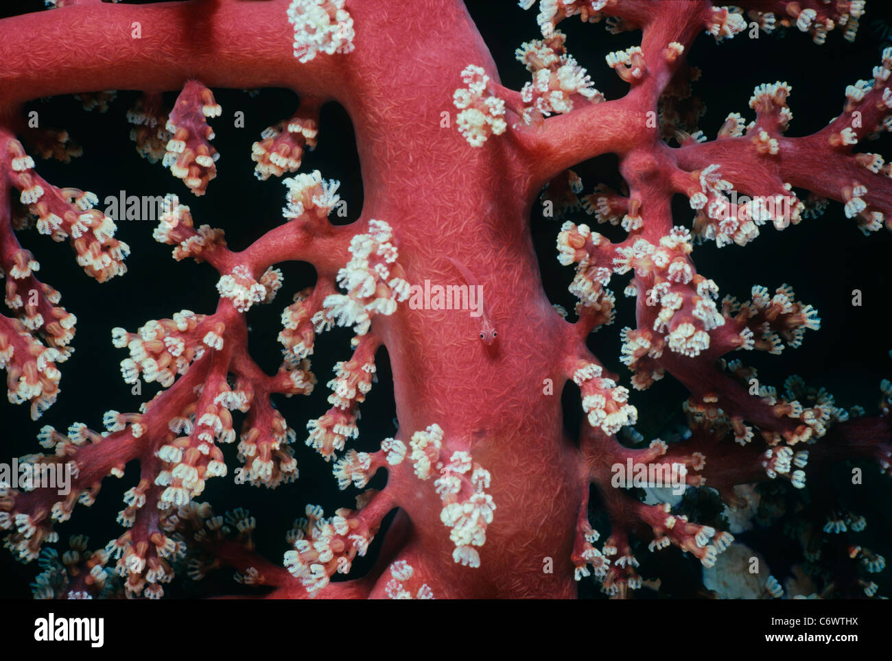 Dwarfgoby (Bryaninops amplus) on Gorgonian Coral (Gorgonacea) with ...