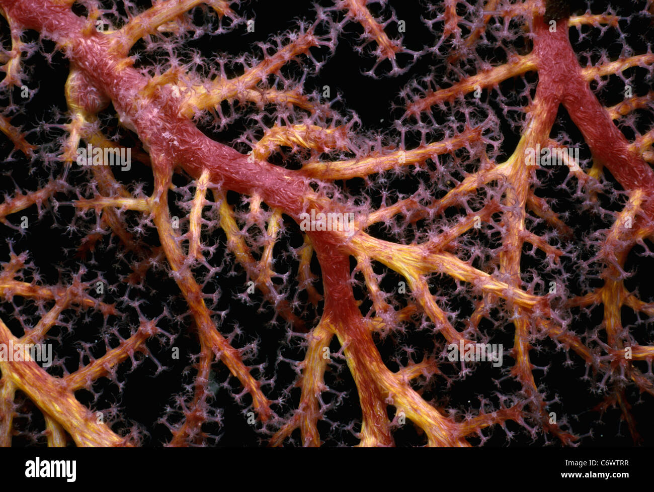 Invertebrate coral polyps hi-res stock photography and images - Alamy