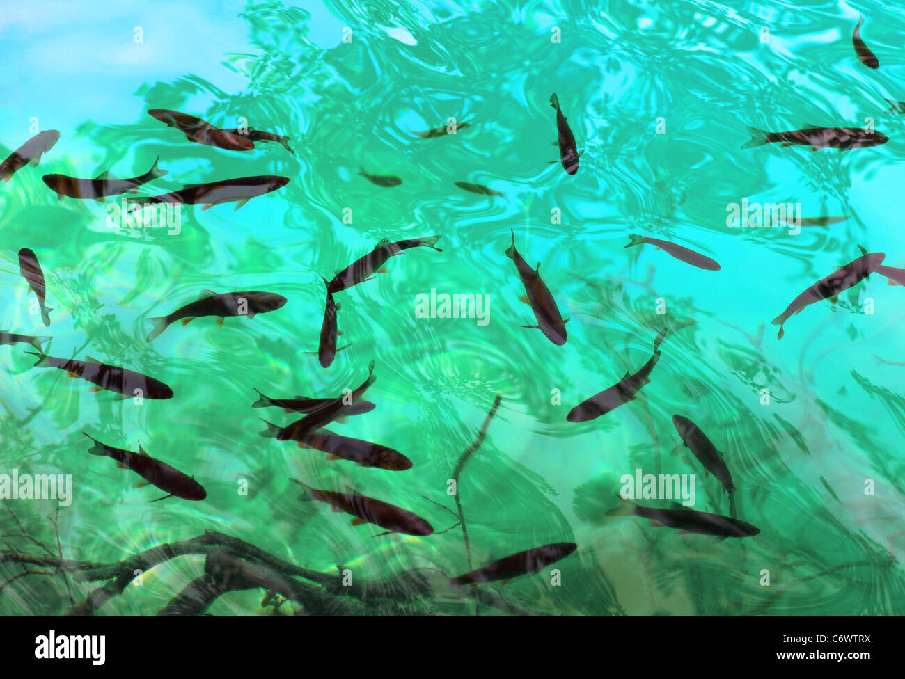 Fish in clear water Stock Photo - Alamy