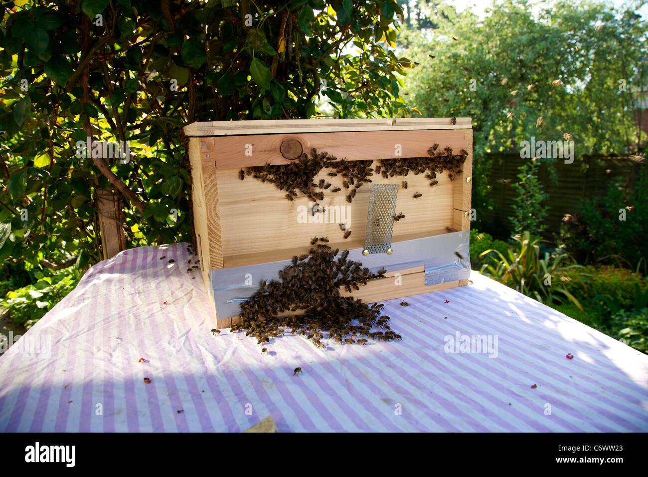 Open drone brood hi-res stock photography and images - Alamy