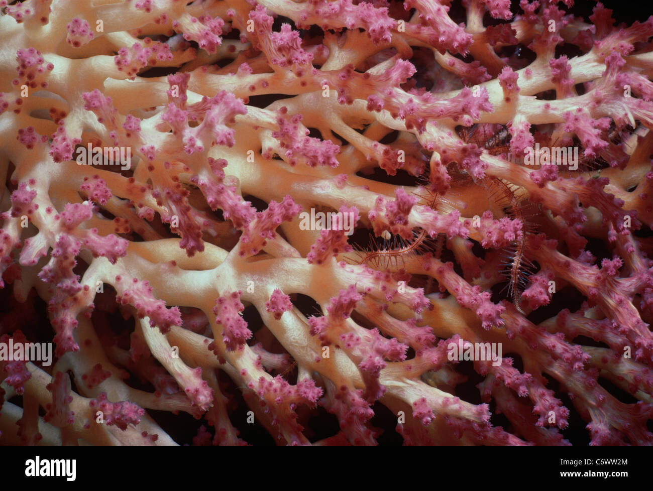 Gorgonian Coral (Gorgonacea) polyps opening and feeding on plankton ...
