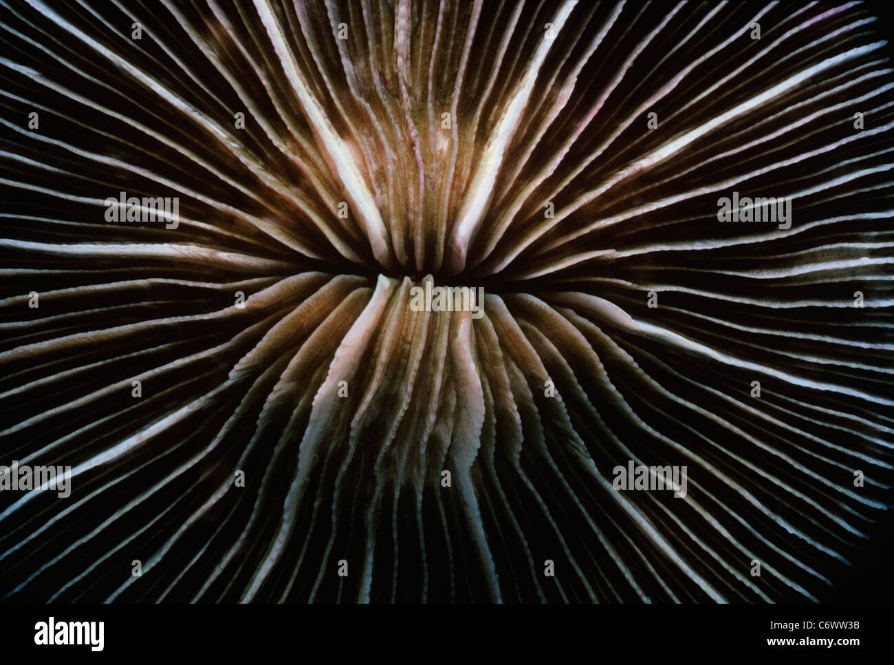 Mushroom Coral (Fungia fungites) polyp. Papua New Guinea, Bismarck Sea ...