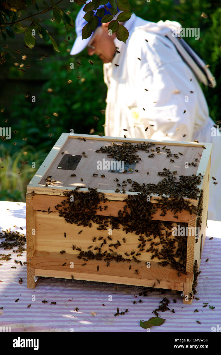 New bee colony hi-res stock photography and images - Alamy