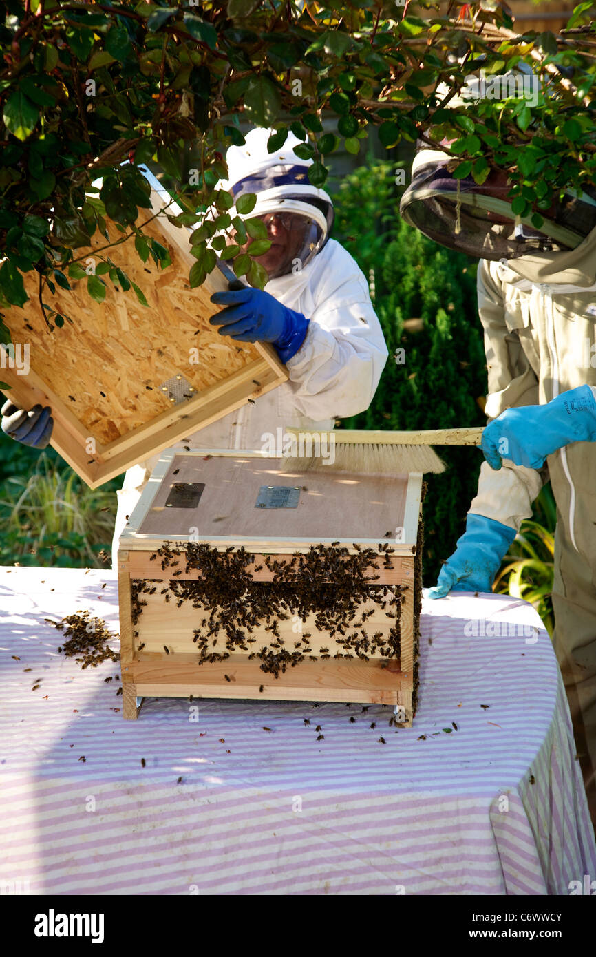 Bee keepers preparing new hive hi-res stock photography and images - Alamy