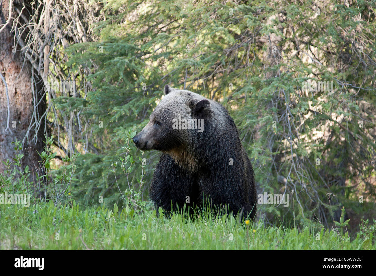 Grizzly Bear in Canadian Rockies Stock Photo - Alamy