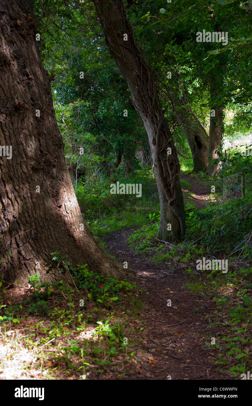 woodland walk path Stock Photo - Alamy