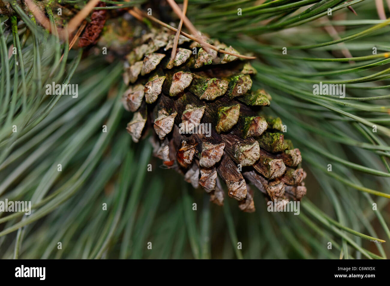 Pine cone on Nordic Fir Tree Stock Photo - Alamy