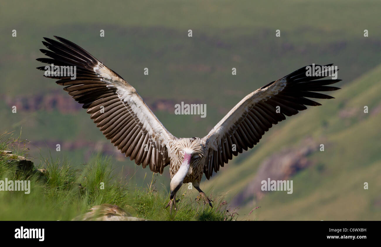 cape vulture in flight or with spread wings Stock Photo - Alamy