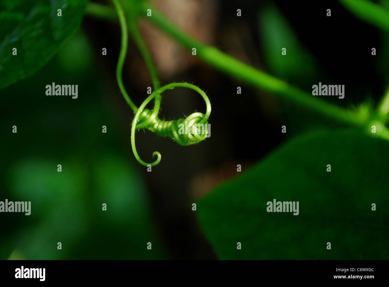 Abstract Vines High Resolution Stock Photography and Images - Alamy